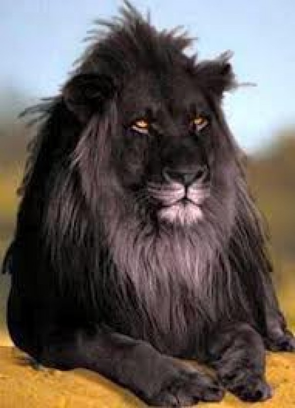 Gorgeous melanistic animal black lion ~ The Animals Planet