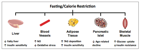 Hjärnfysik - en blogg om hjärnan och löpning: Periodisk fasta ger ett ...