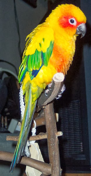 Cotorrita Del Sol ~ LoroMania