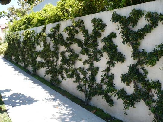 Garden Glamour by Duchess Designs: How to Establish an Espalier & a ...
