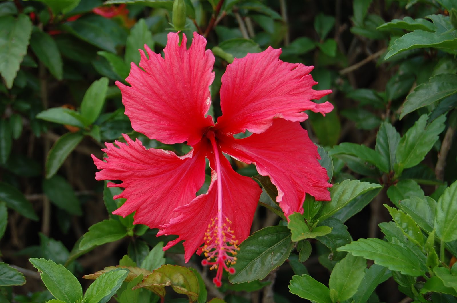 Mood Flowers: Hong Kong Flora