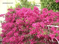 ♣ Vriksha ♣ Sasya ♣ Lata ♣: kagitam puvvu/ Bougainvillea glabra ...