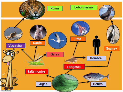 Con Ciencia para la Vida: Redes tróficas (Ana Maria)
