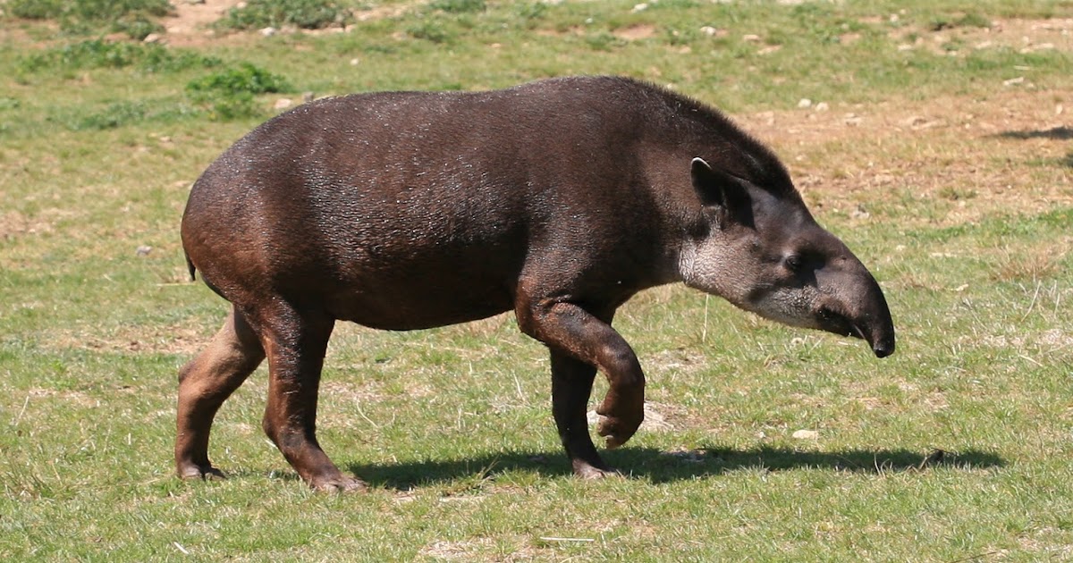 ANTA, MAIOR ANIMAL SELVAGEM DO BRASIL | Klima Naturali™