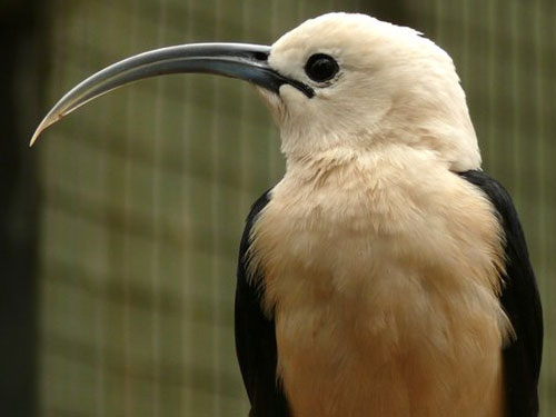 SICKLE BILLED BIRDS photos - wallpapers | the fun bank