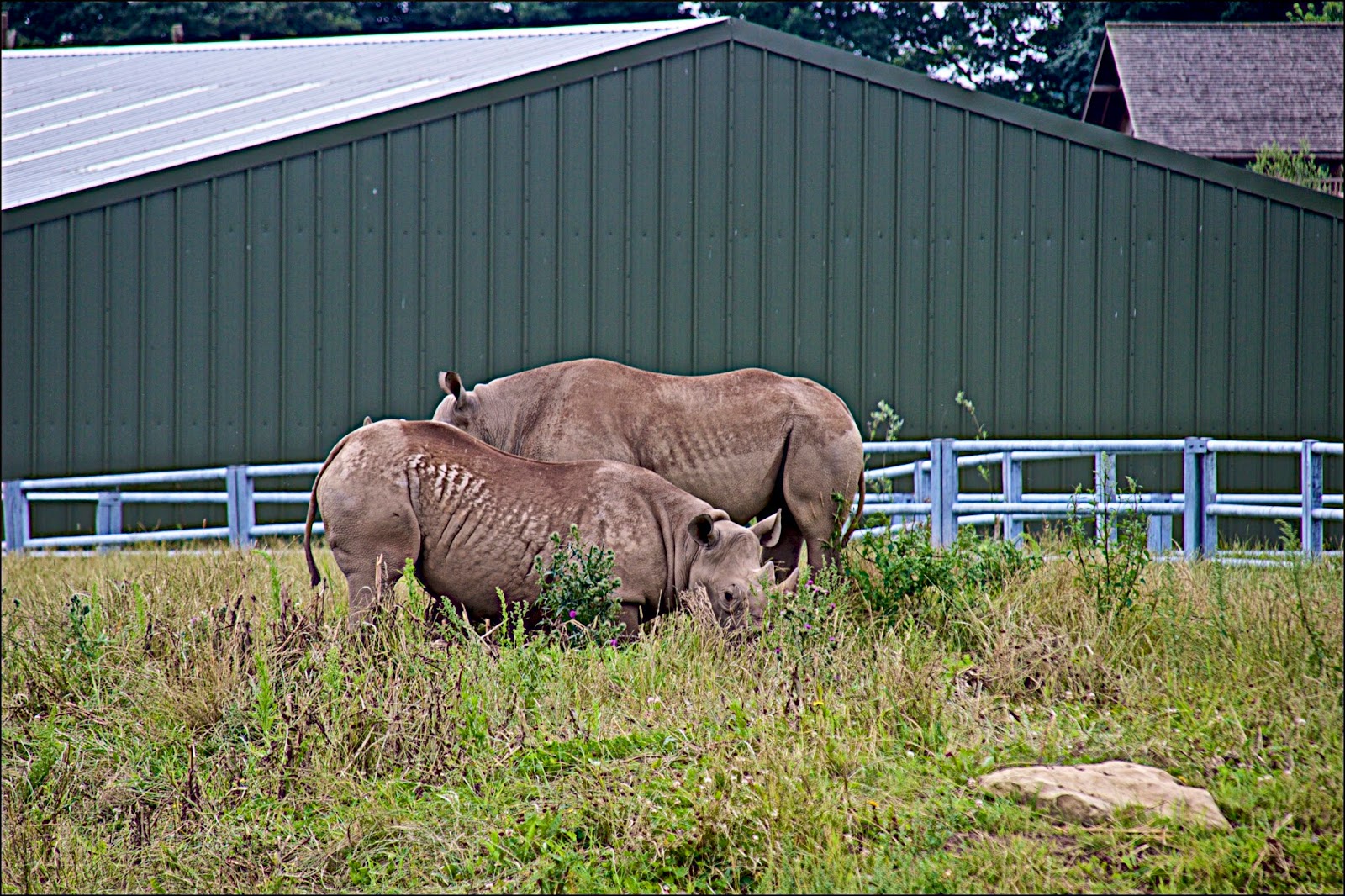 Brian's Blog: Yorkshire Wildlife Park Doncaster July 2017 Part one