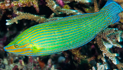 IKAN LAUT ASLI INDONESIA: Keling