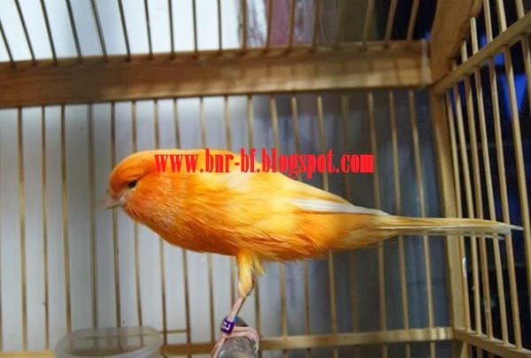BnR Bird Farm: galeri poto yorkshire impor