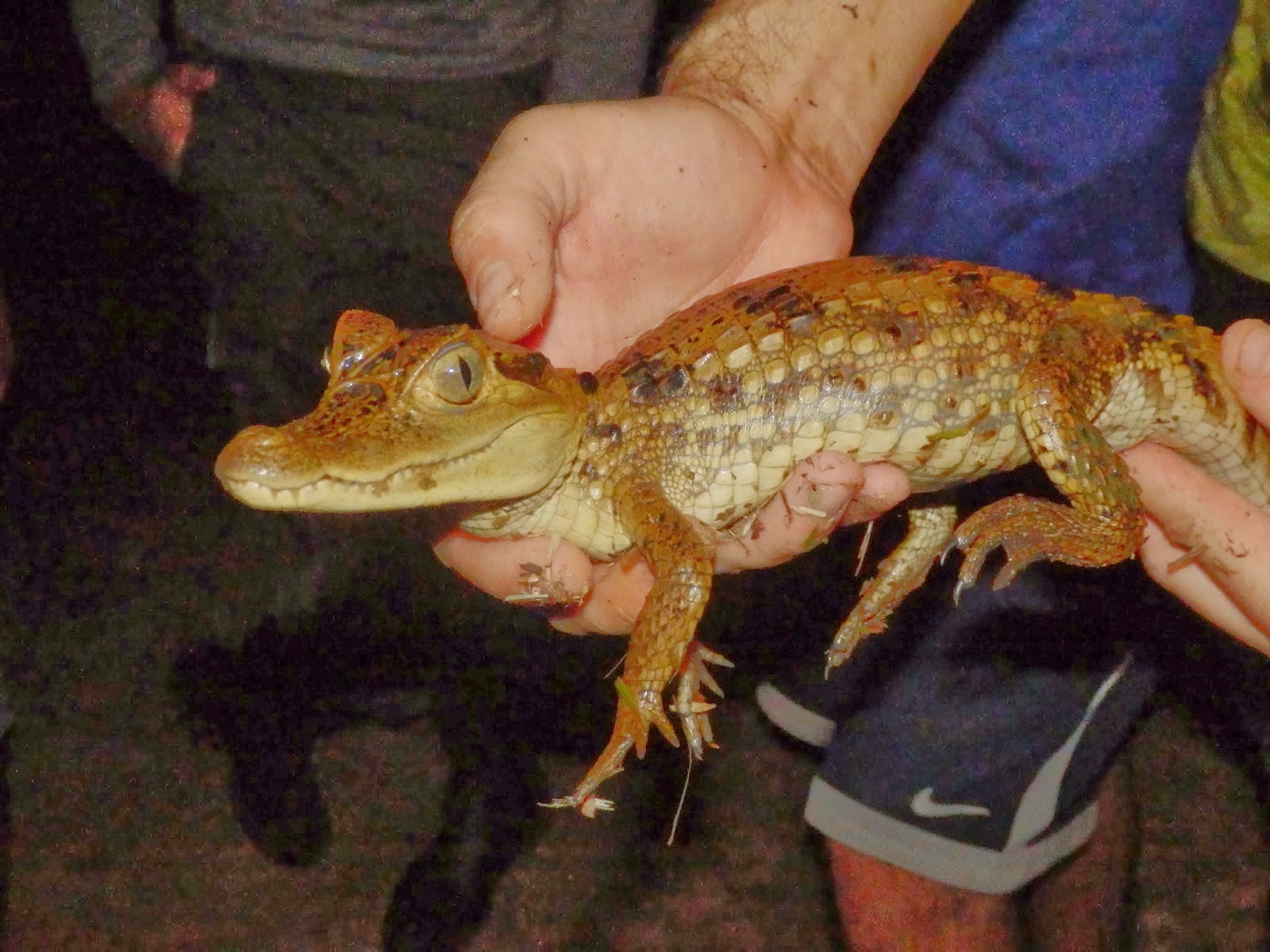 Animaleando: El Corazón del Amazonas Peruano.