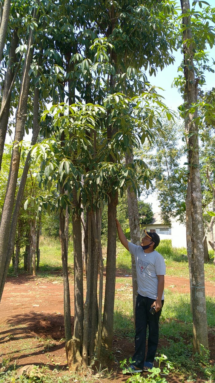 Jual Pohon Pulai|Pule ~ Tukang Taman Murah Berkualitas Tlp:081380548055