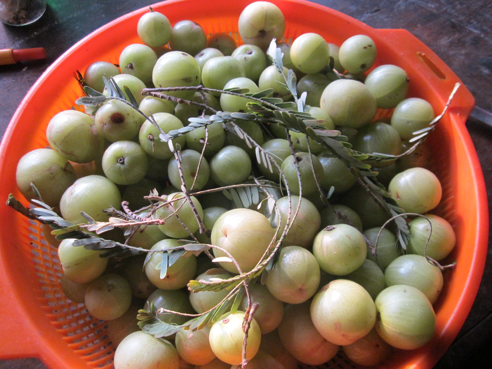 INDIAN GOOSEBERRY | KERALA NATURE AND AYURVEDA