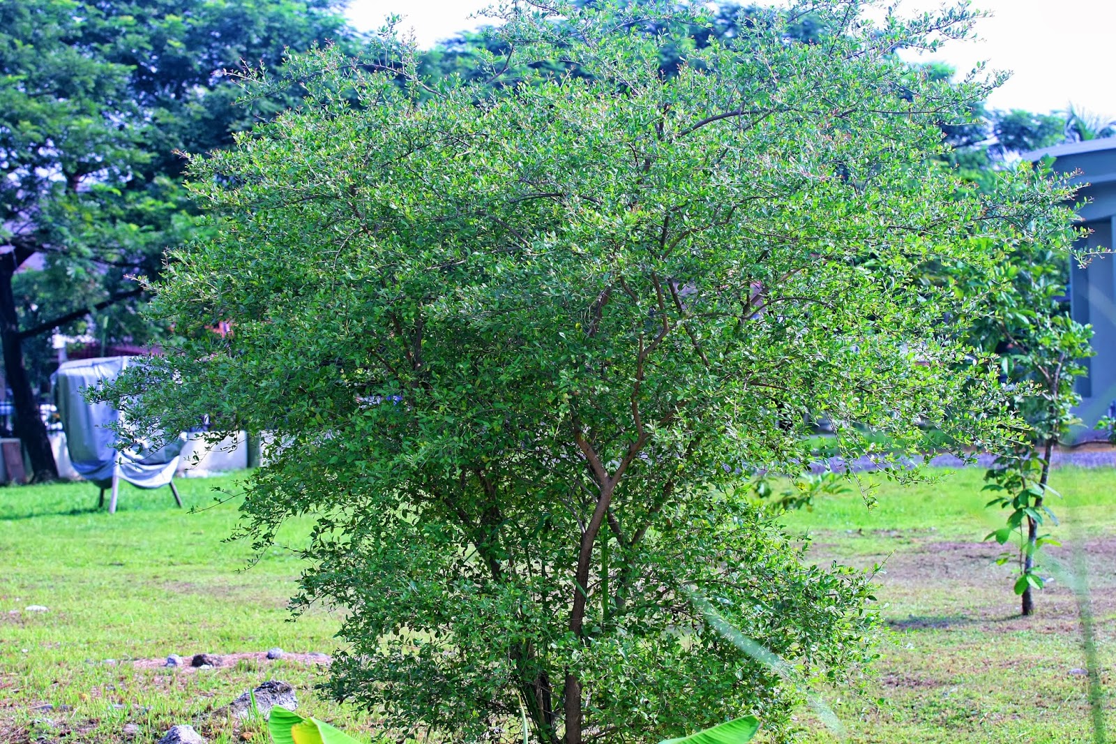 HERB4U. Malaysian Traditional Herbs 4U.: Daun Inai, Lawsonia inermis