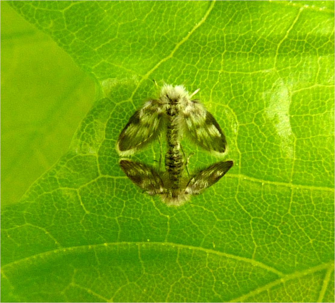 Insects of Scotland: Mosquitoes/Midges/Horseflies