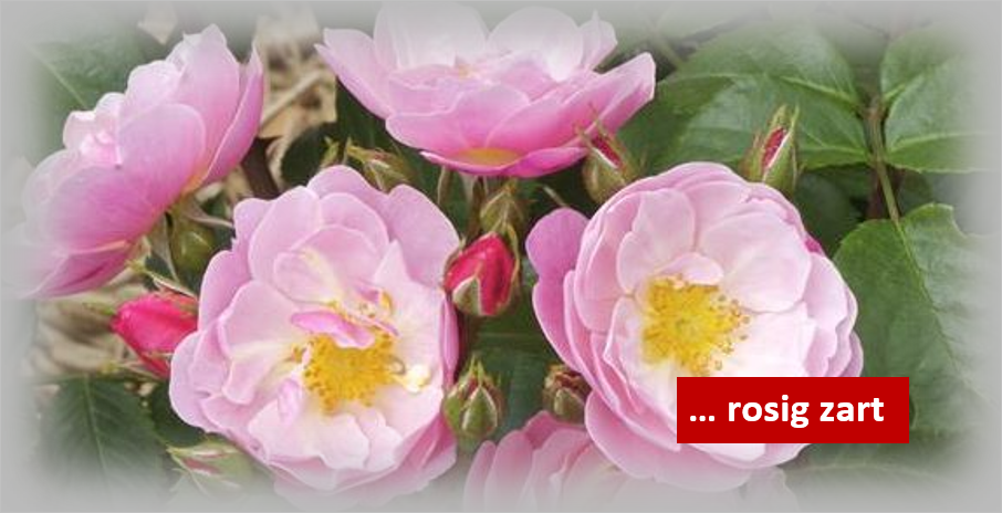 BEST-of-ROSE: UTOPIA