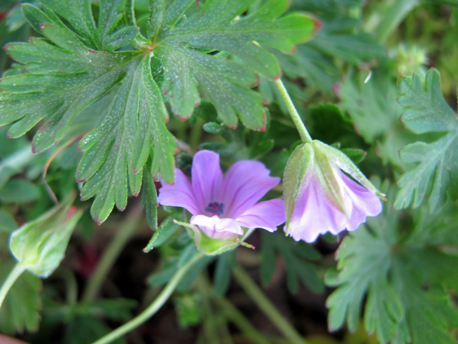 FLORA NEL SALENTO e.. anche altrove: Geranium columbinum L ...