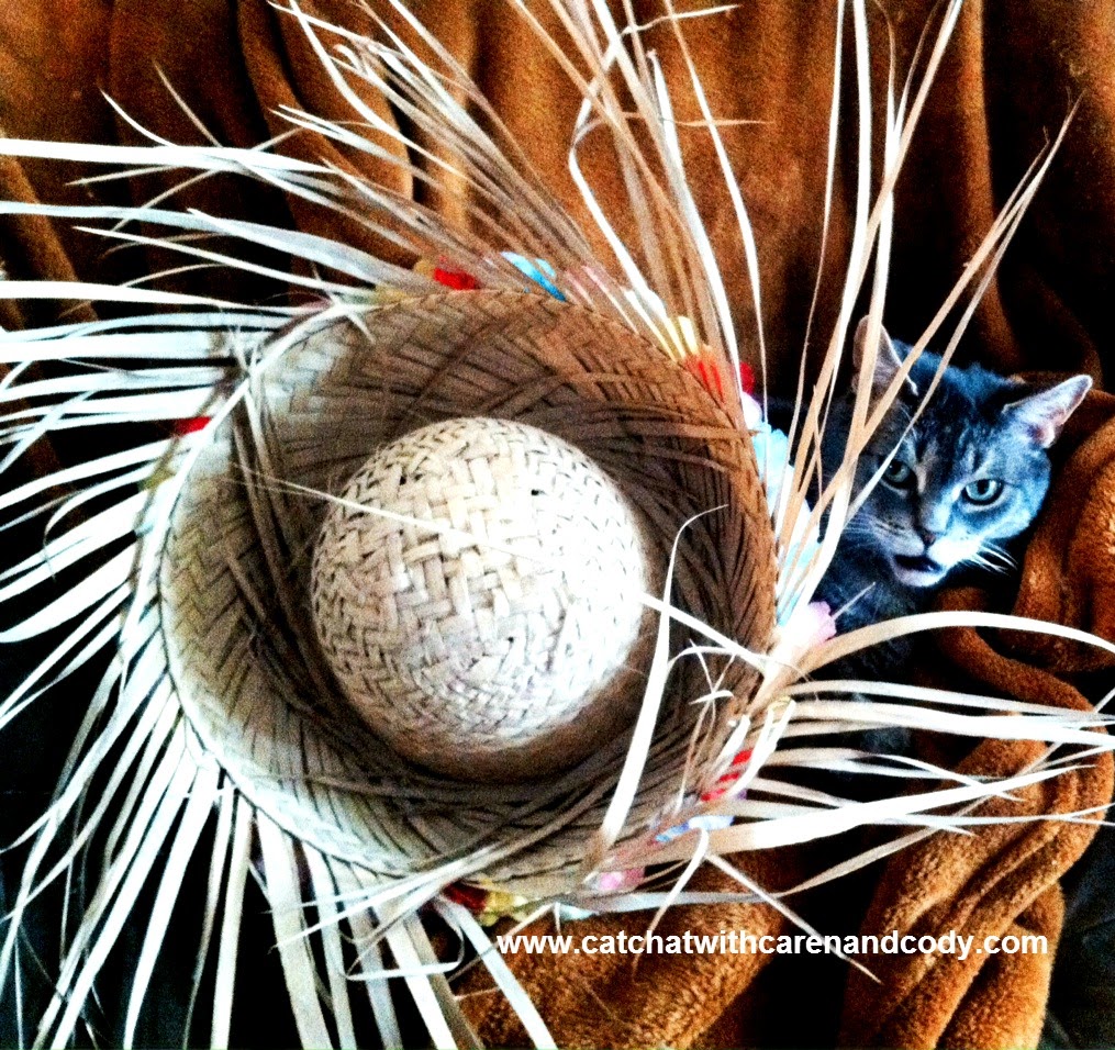 Cat and DOG Chat With Caren: Meowy Monday: Cinco de Mayo