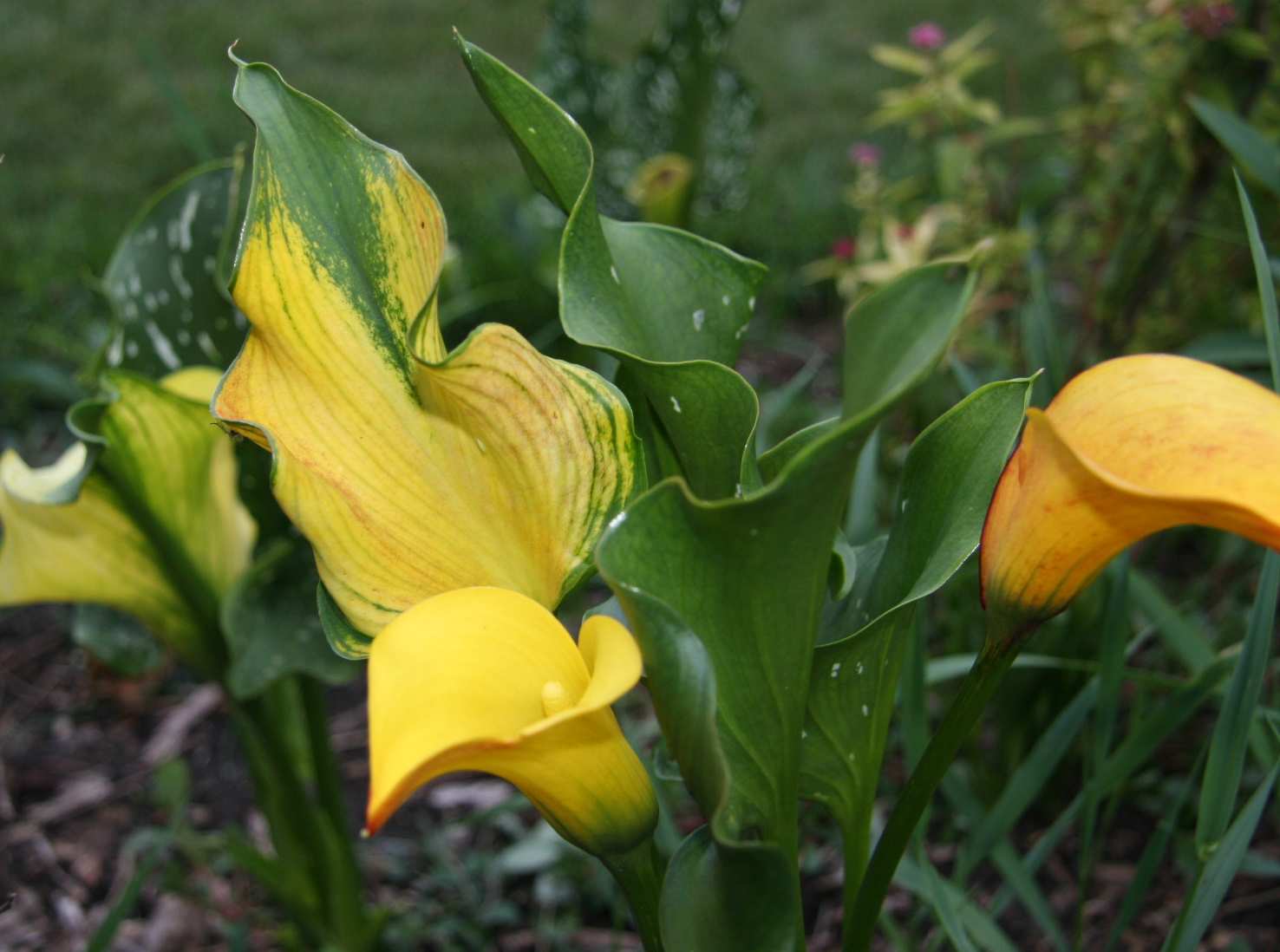 Gallery of Callas Lilies by Color: Yellow Calla Lilies