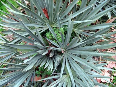 Argentina nativa: Palmera caranday (Trithrinax campestris)