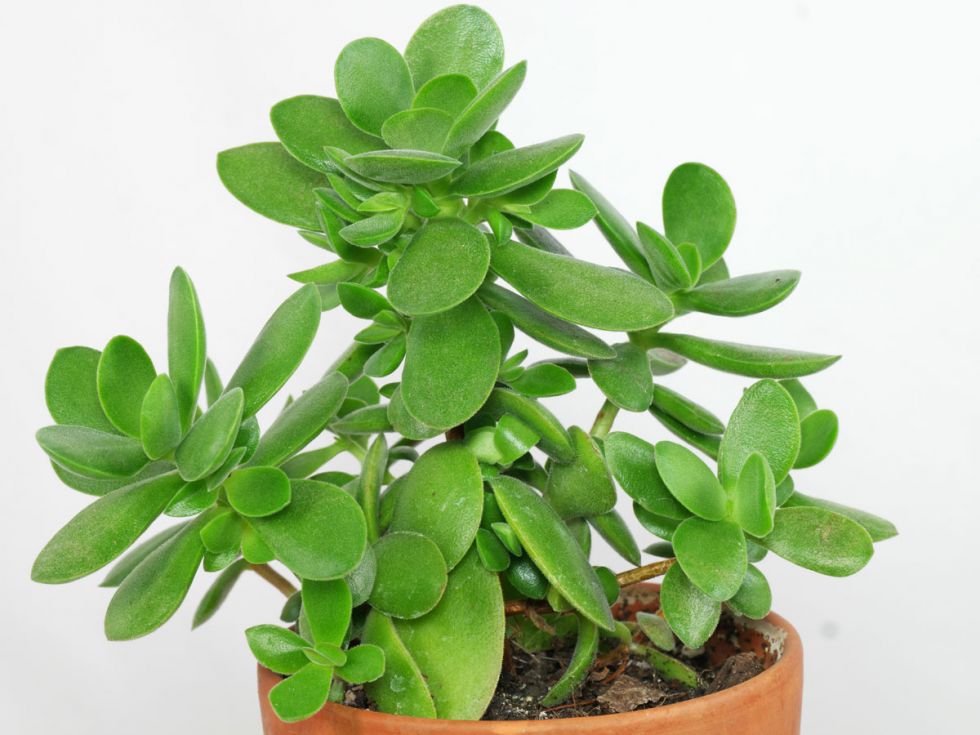 Nadzieja Dla Ciebie: Jakie właściwości lecznicze posiada grubosz ...