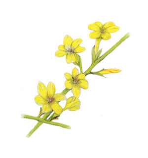 drawing on the natural world: Winter Bloomers