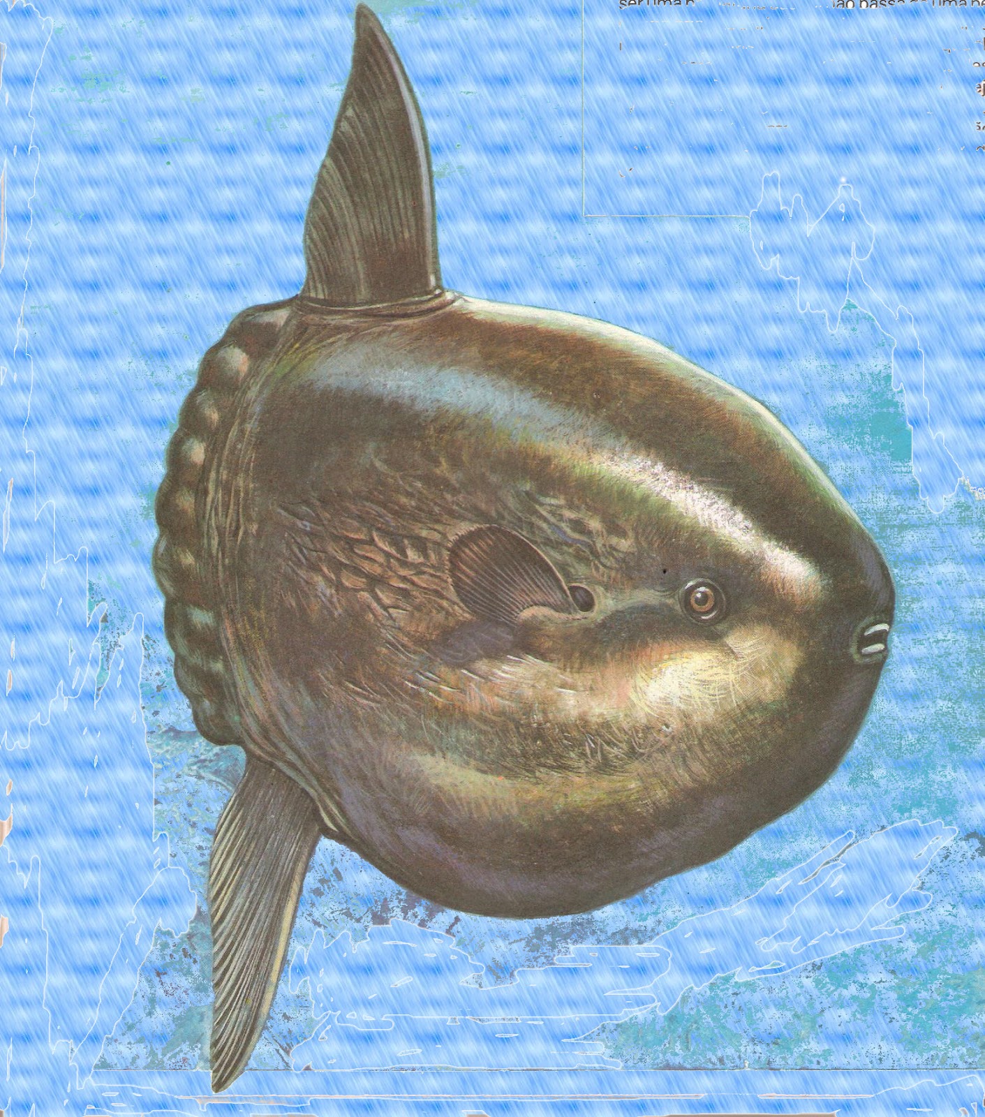 Zoológico Virtual do Koba: Peixe-lua