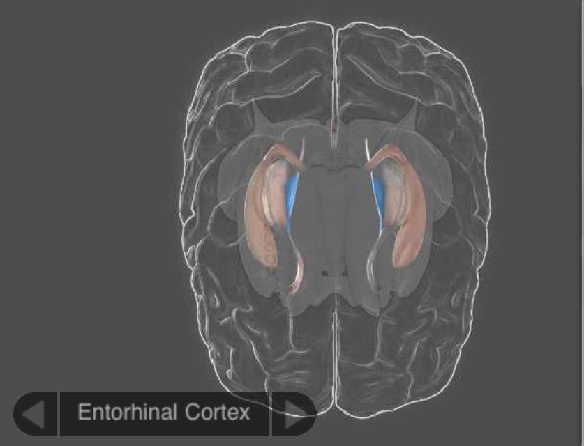 ¿Quién ha dicho imposible?: En lo más profundo de nuestro cerebro.