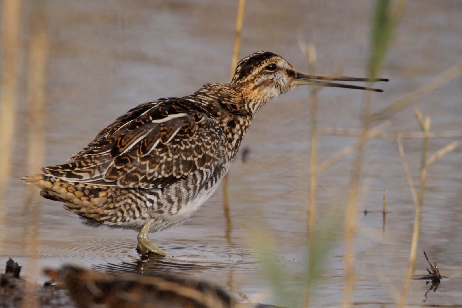 SCILLYSPIDER: A new WILSON'S SNIPE at Lower Moors