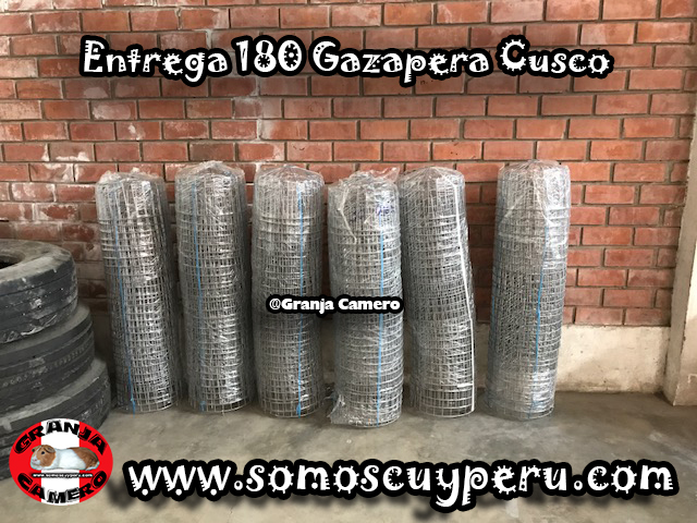 GAZAPERAS PARA CUYES ~ SOMOS CUY PERU