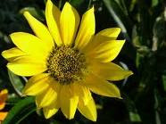 Lets see what are the meanings of yellow Flowers in flower's language ...