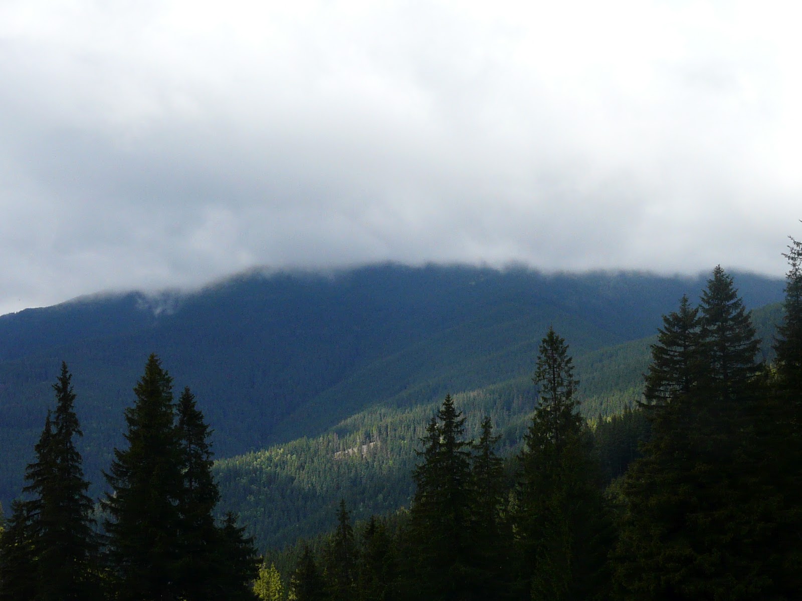 plecat de acasă: Codrul secular Giumalău-Valea Putnei