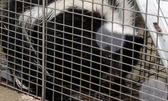 Wildlife Emergency Services Blog Reprieve wildlife-emergency-services-blog-reprieve