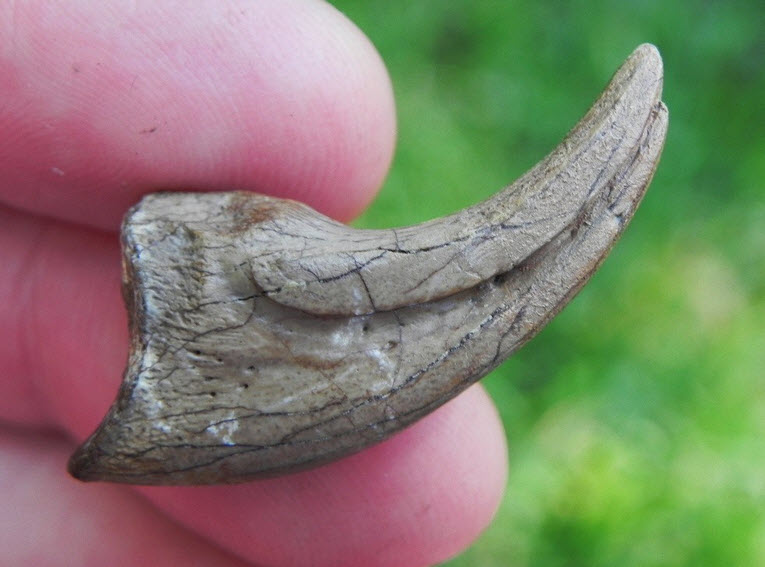 Troodon | The Life of Animals