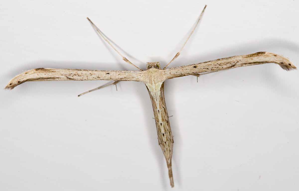 Plume Moth Wings | Naturally