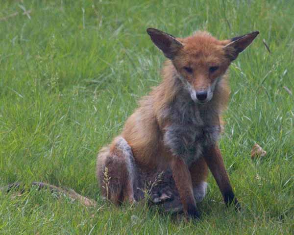 GreyFox Thoughts: Red Foxes - Sarcoptic Mange