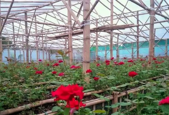 D - elegans: Budidaya Mawar