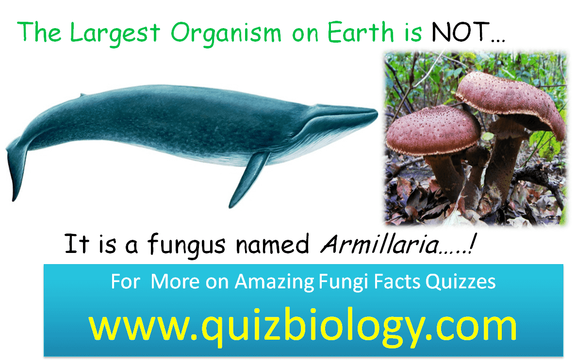 Quiz On Interesting Fungi Facts quiz-on-interesting-fungi-facts