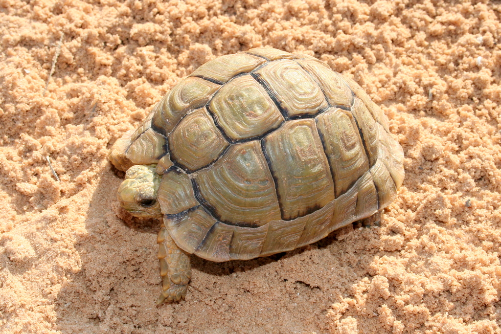Egyptian Tortoise - Reptiles World