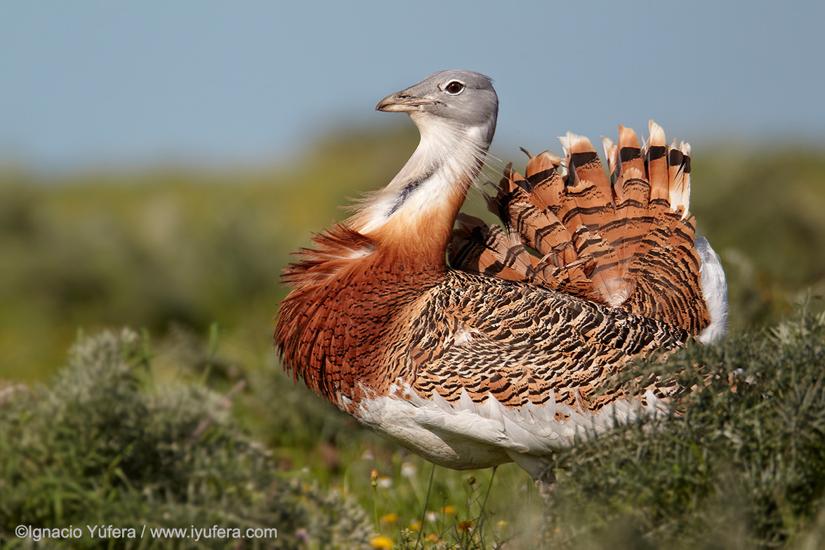 Ignacio Yúfera: Great Bustard: the great show in the plains
