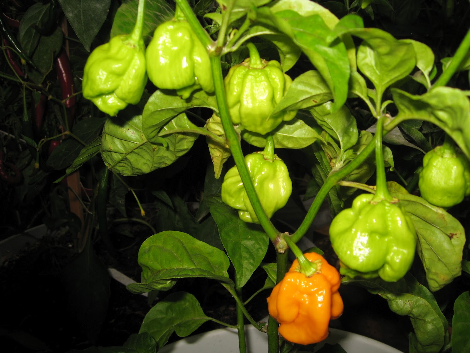Extreme Hot Peppers