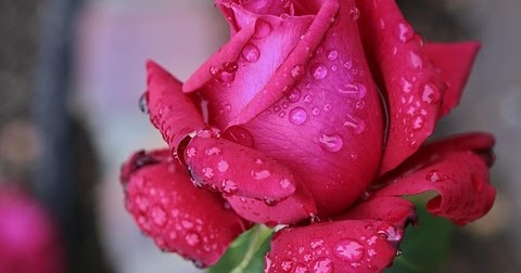 Best of the best: Flowers are Love