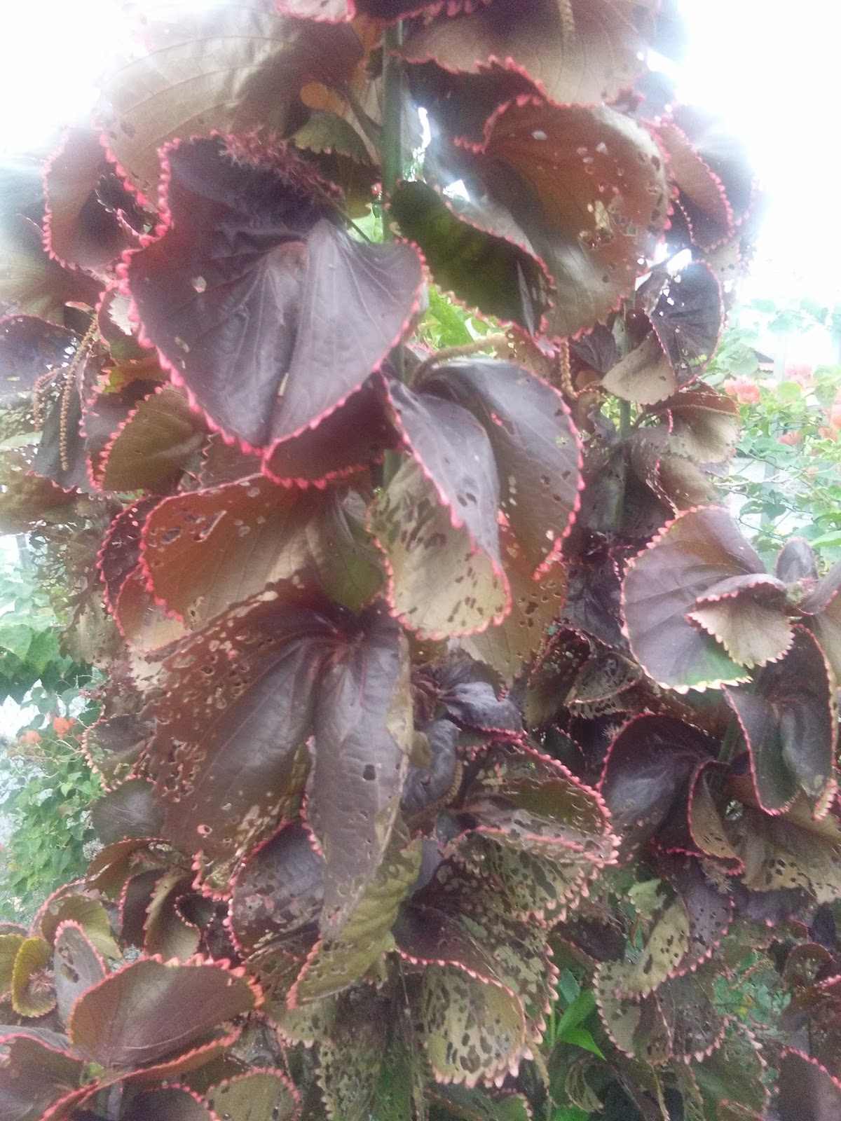 D' Qasih: unique leaf pattern ....... like a natural art ...