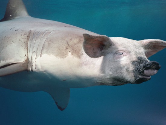 The General Hospital Wub Tub: It's Hamilton Finn Day!