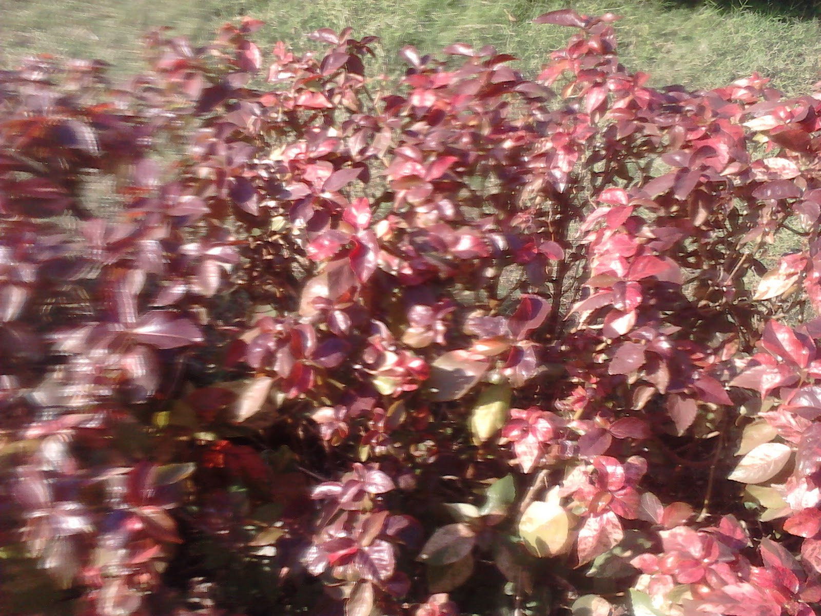 Garden Care Simplified: Acalypha hispida, Red Coloured Leaf Ornamental ...
