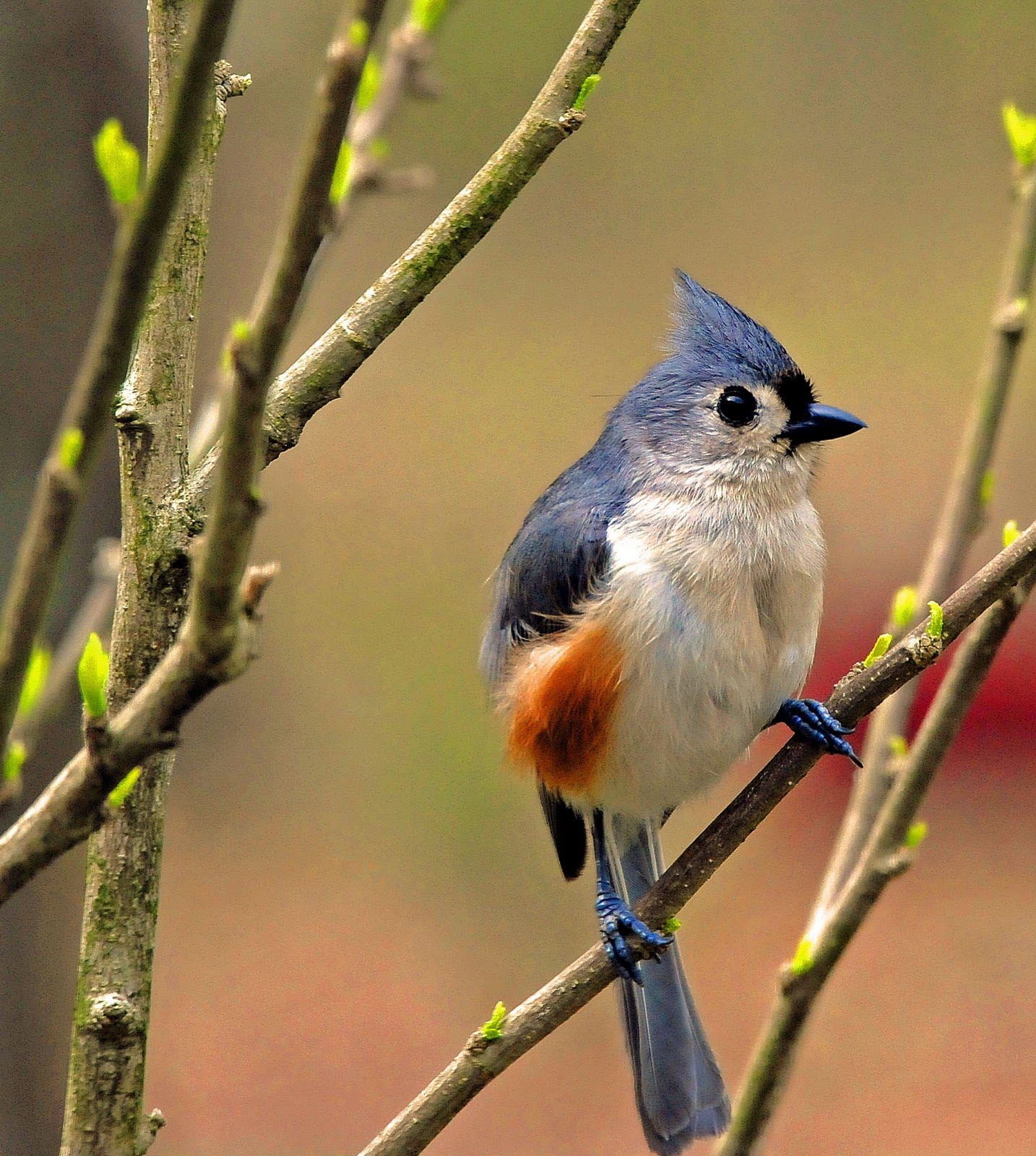 Richard Graves Photography: Tufted Titmouse