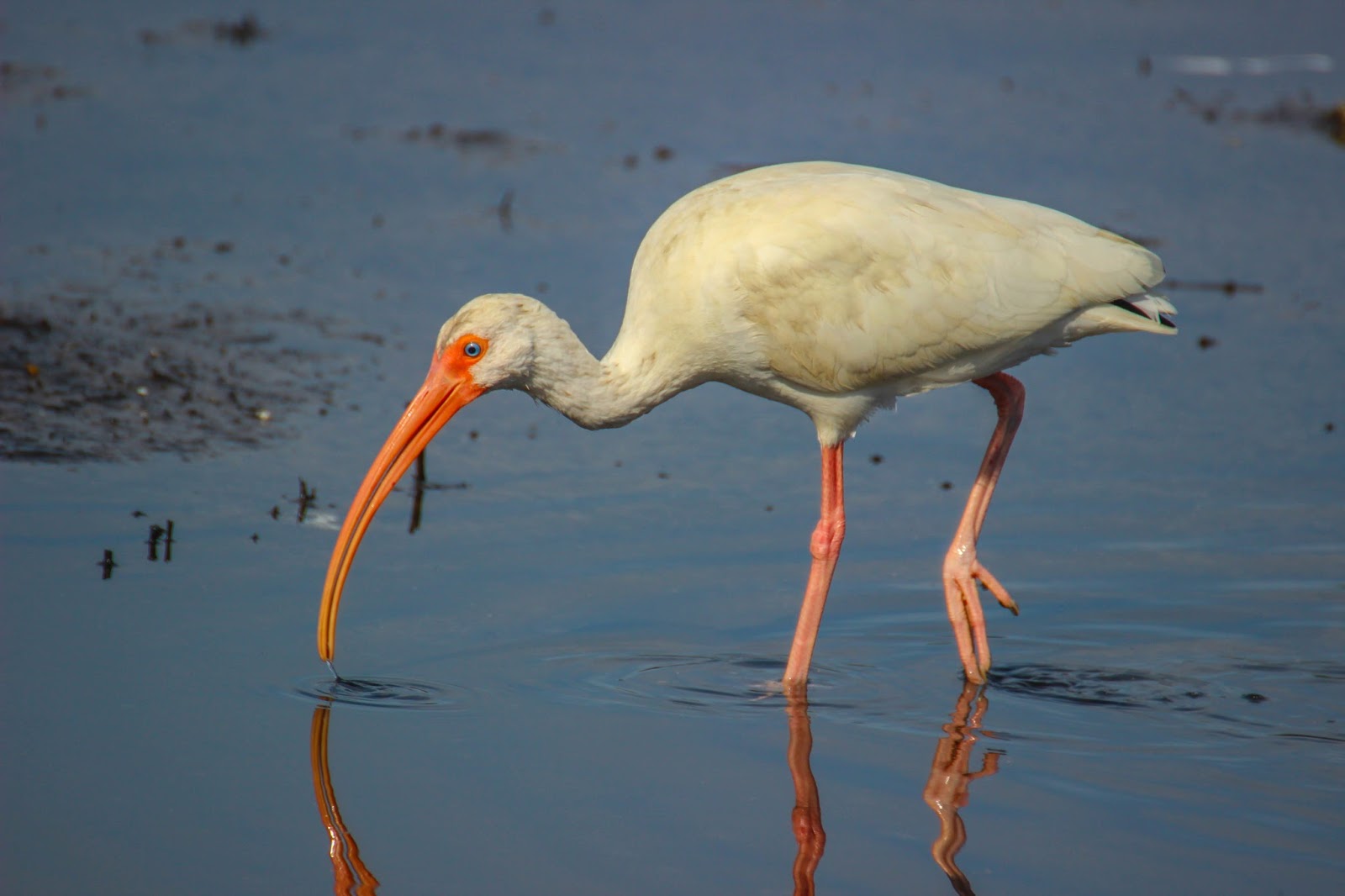 Cannundrums: American White Ibis