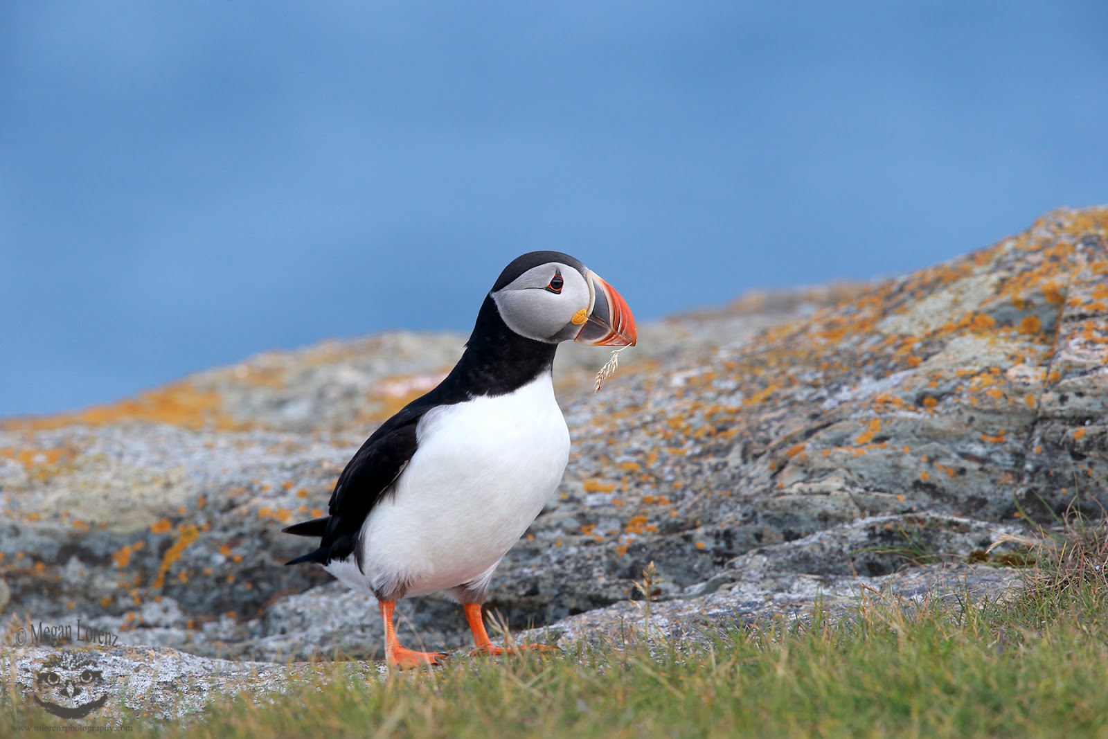 MLorenz Photography: Puffin Patrol
