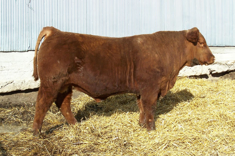 All Wallpaper Hd: Bodybuilder Bull of South America for Eid Slaughter 2011