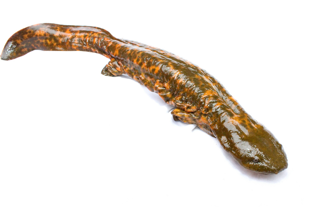 Real Monstrosities: Hellbender