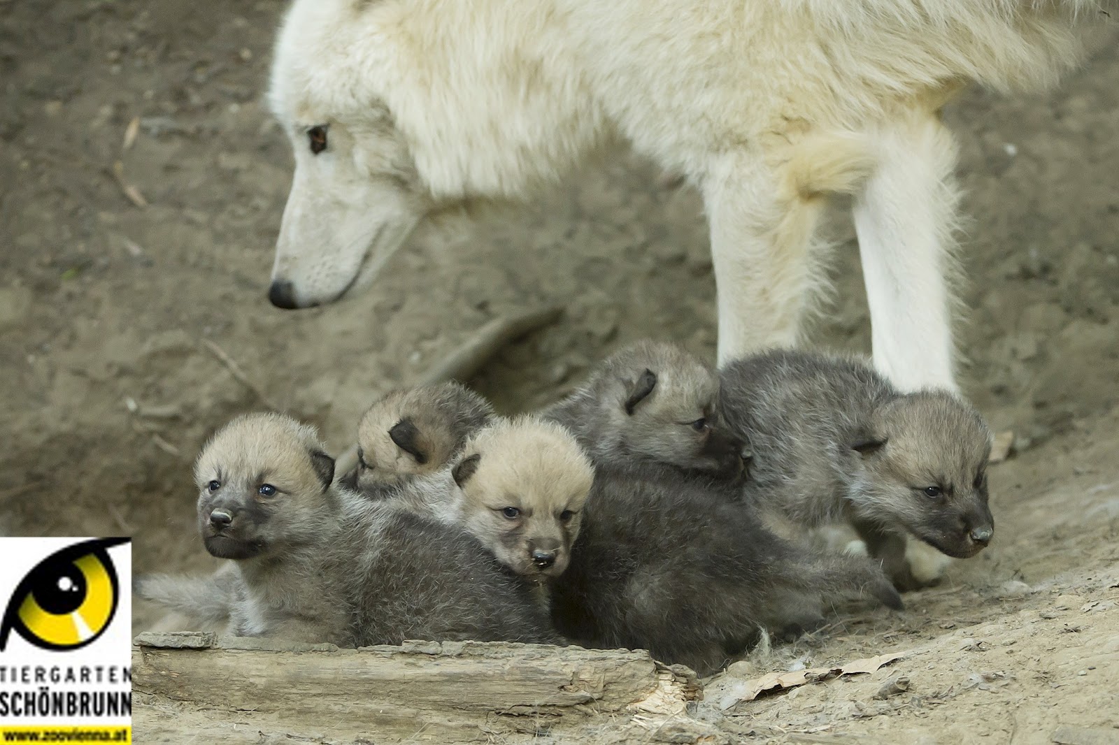 Eine tierische Freundschaft: Arktische Wolfswelpen