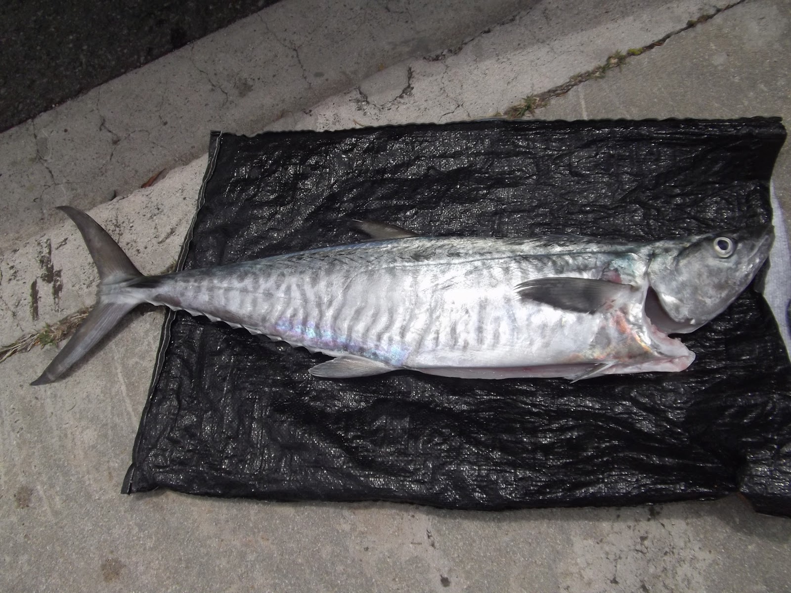 pacificaventure: Chasse au tazar